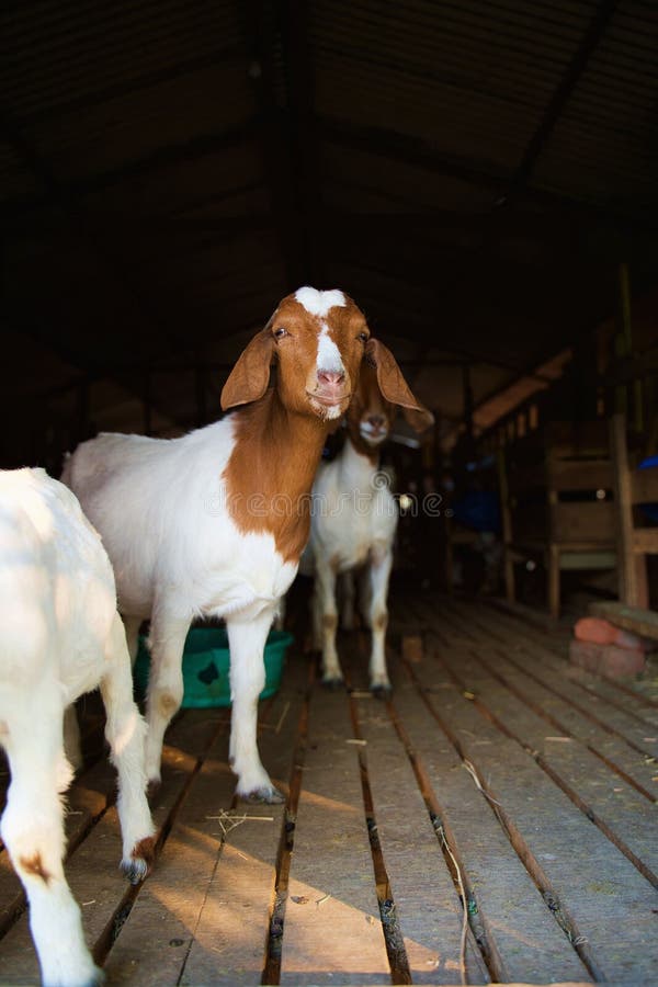 A Group of Goats Standing Inside of a Stable in Their Pen Stock Image ...