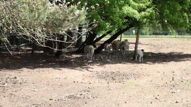 Group of Goats Standing Under Tree Stock Footage - Video of outdoors ...
