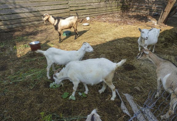 A group of goats stock image. Image of paddock, livestock - 284376745