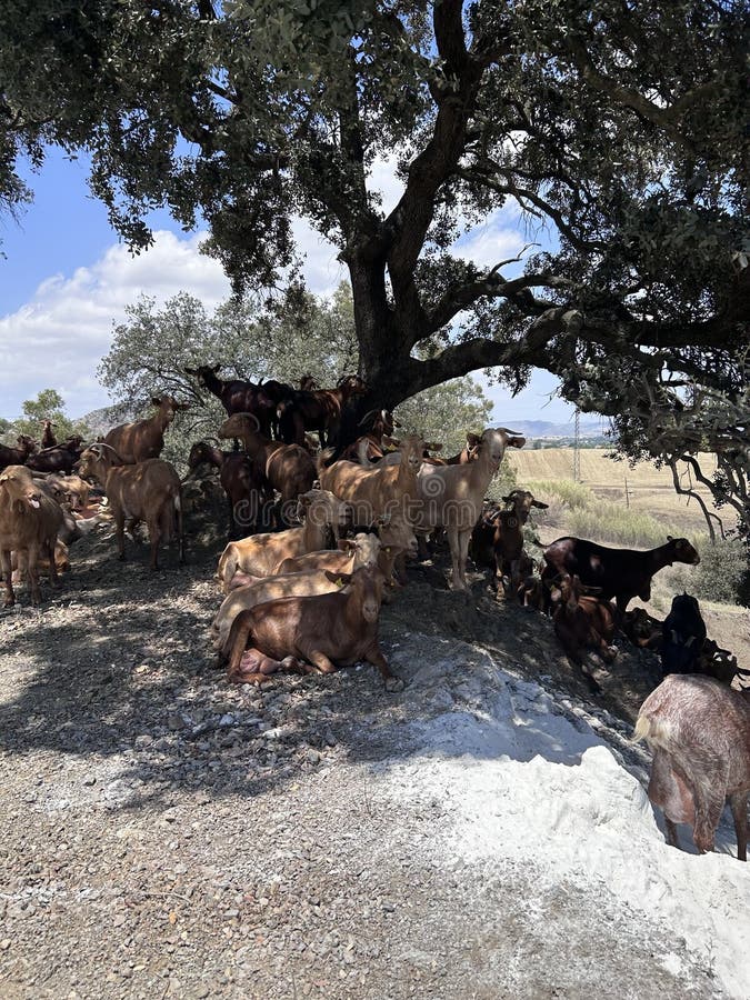 A Group of Goats Under the Tree Stock Image - Image of farming, farm ...