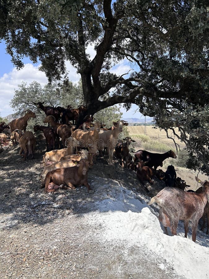 A Group of Goats Under the Tree Stock Image - Image of goatee, group ...