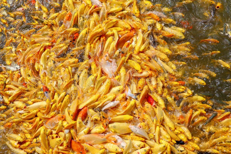 Group Gold Carp Fish in the Water is Beautiful Stock Photo - Image of ...