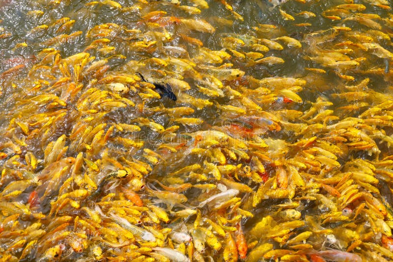 Group Gold Carp Fish in the Water is Beautiful Stock Photo - Image of ...