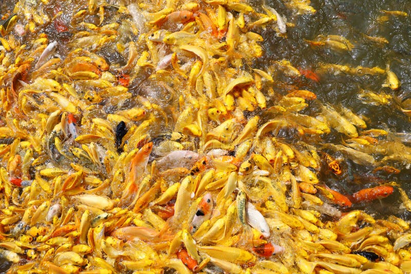 Group Gold Carp Fish in the Water is Beautiful Stock Image - Image of ...