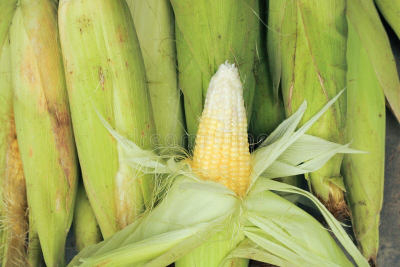 A Group of Golden Corn Whose Skin Has Been Peeled and Photographed on a ...