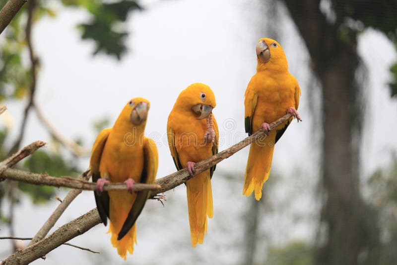 A Group of Golden Parakeets Stock Photo - Image of papagaio, wildlife ...