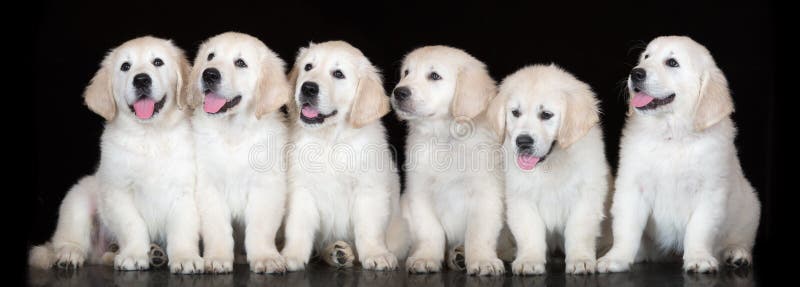 Group of Golden Retriever Puppies on Black Stock Image - Image of black ...