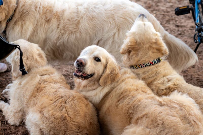 Group of Golden Retrievers Sitting Together on a Sandy Ground, One ...