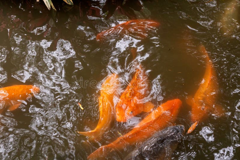 A Group of Goldfish or Carassius Auratus in the Pond. the Goldfish is a ...