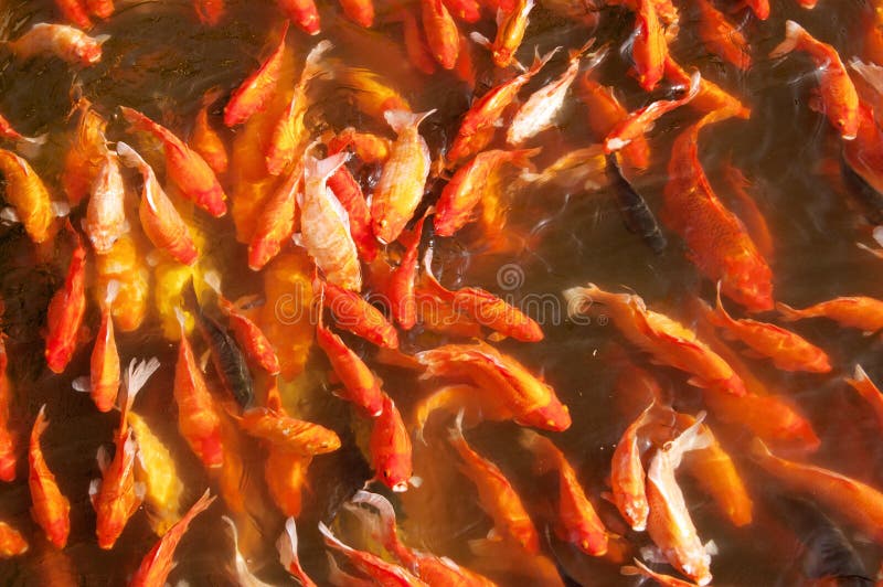A group of goldfish red stock photo. Image of aquatic - 16199336