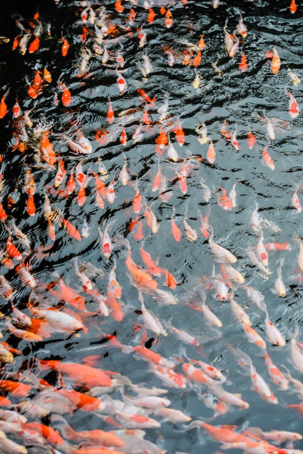 Group of Goldfish Swimming in a Lake Stock Photo - Image of fish ...