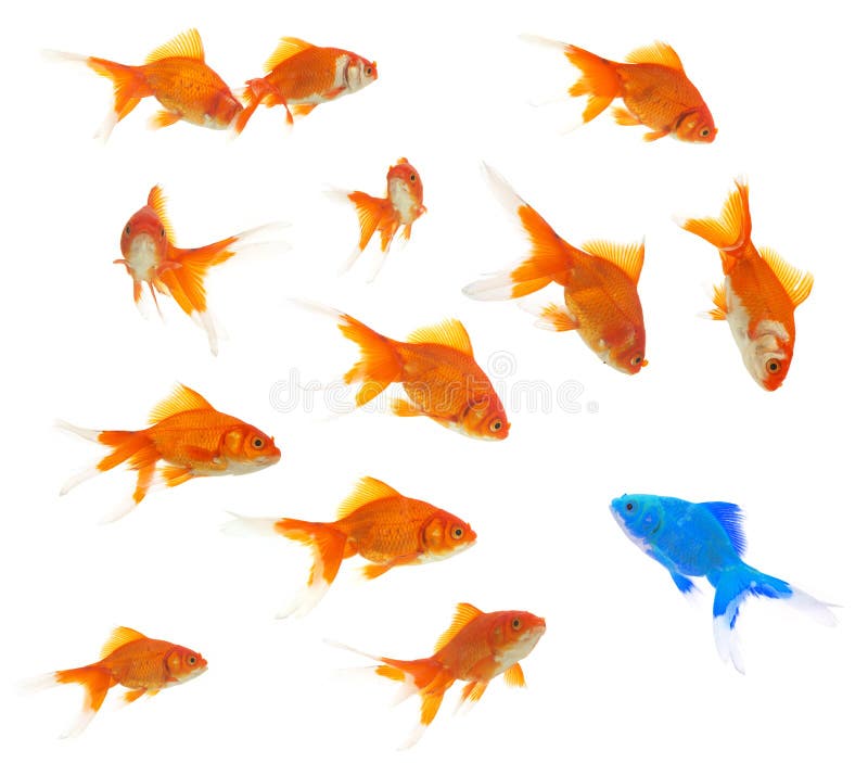 A Group of Goldfishes with an Alien Inside Stock Photo - Image of alien ...