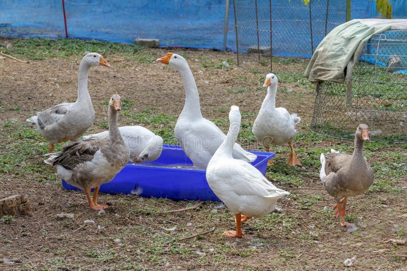 Group Goose in Farm at Thailand. Stock Photo - Image of alone, nature ...