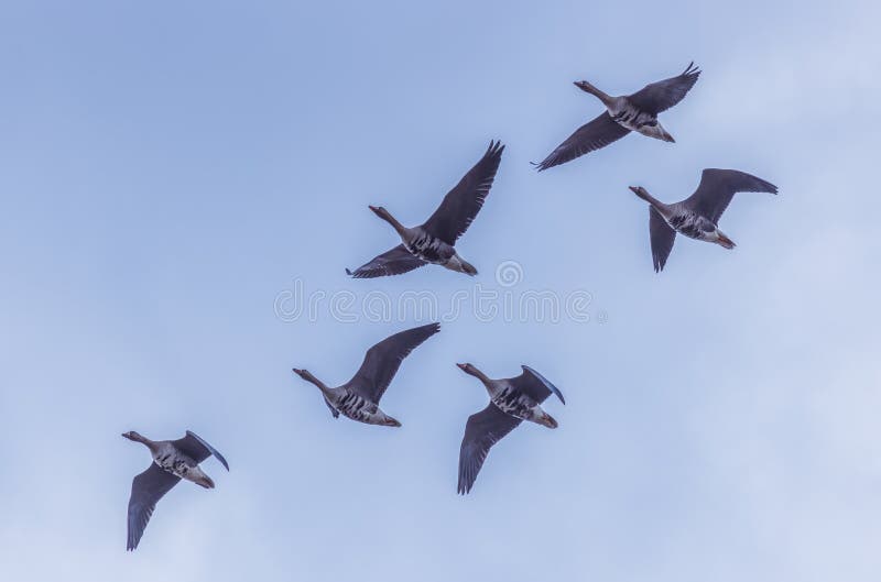 The Group of Goose Flying in the Blue Sky Stock Image - Image of ...