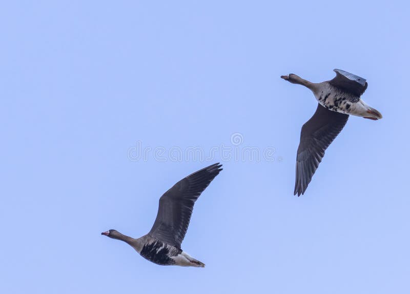 The Group of Goose Flying in the Blue Sky Stock Photo - Image of ...