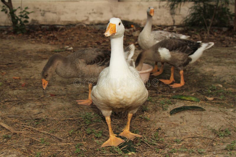 Group goose in garden. stock photo. Image of animal - 137220250
