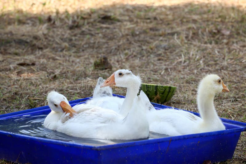 Group Goose Play Water on Blue Bath in Garden at Thailand Stock Image ...