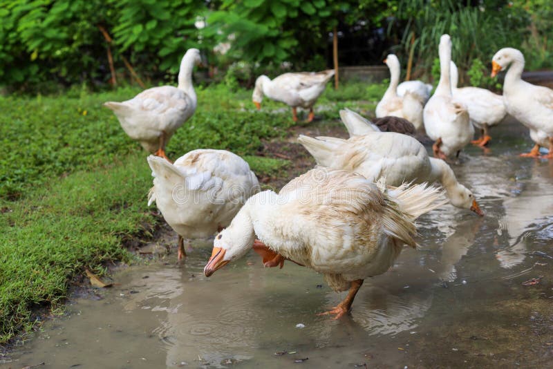 Group Goose is Walking and Play Mud after Rainny Day Stock Photo ...