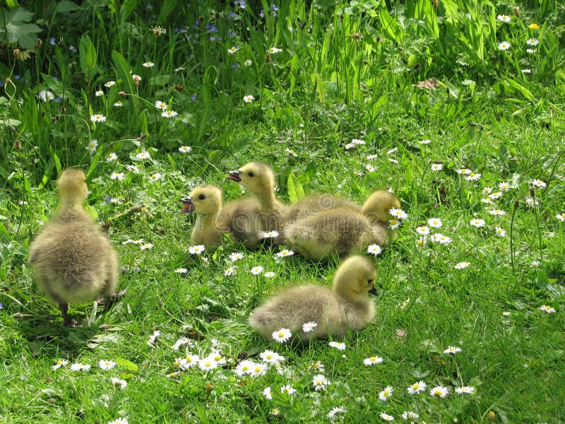 Group of Goslings stock photo. Image of beak, animals - 49746236