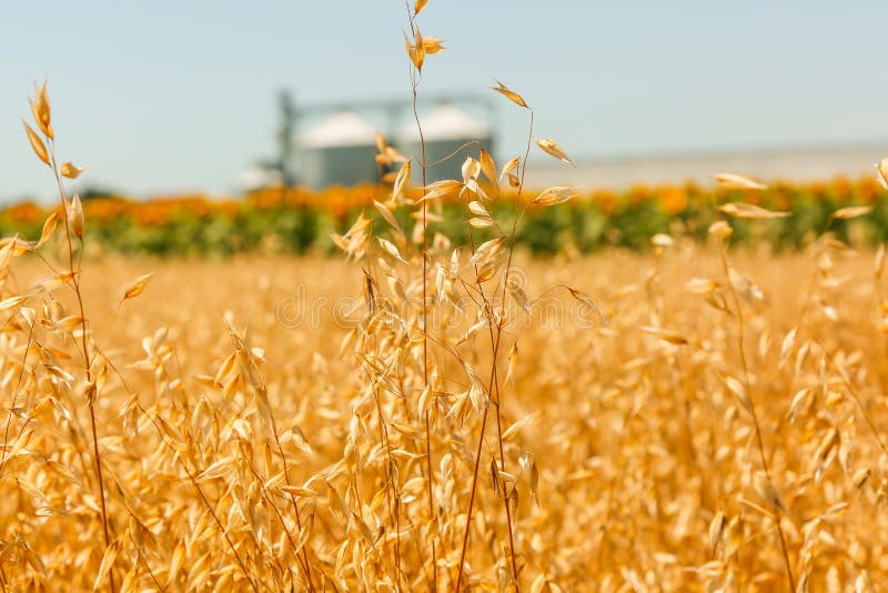 Granary and Field with a Wheat. Stock Image - Image of food, farmland ...