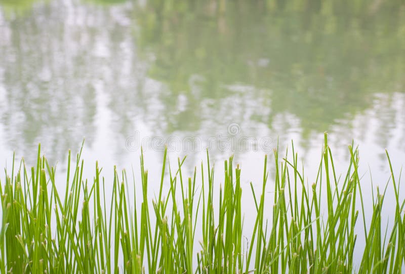A Group of Grasses Growing Along the River Stock Image - Image of ...