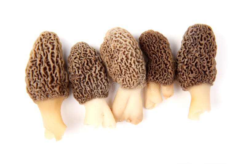 Group of Gray Morel Mushrooms Isolated on White Stock Image - Image of ...