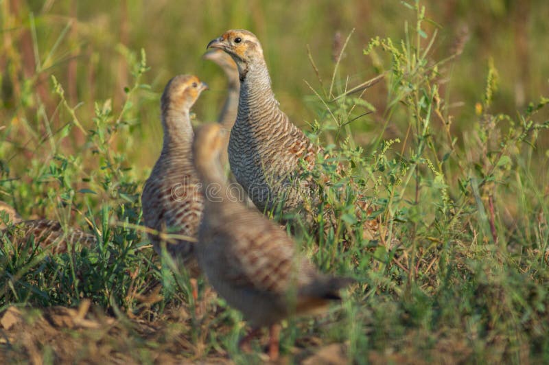 Group of Gray Partridge Birds with Beautiful Plumage in a Grass Field ...