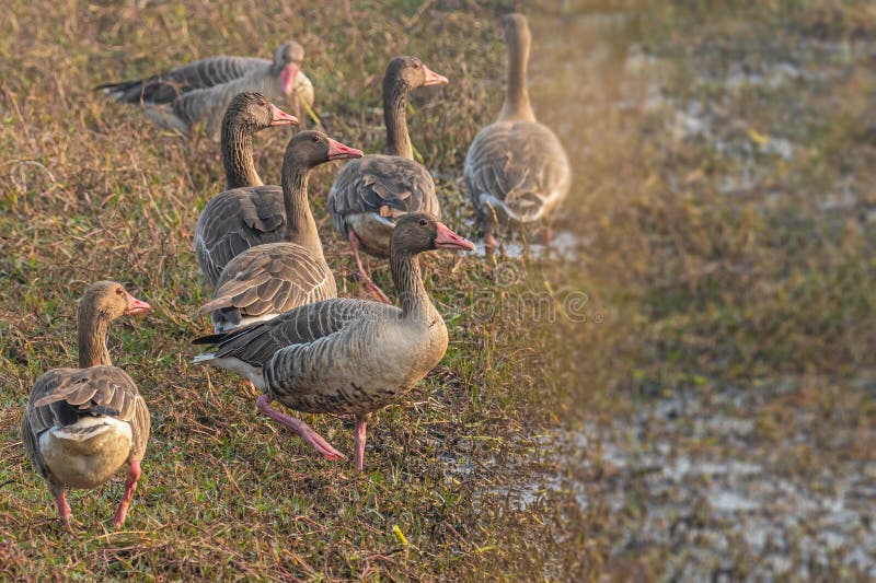 Graylag goose in wet land stock image. Image of beak - 225618227