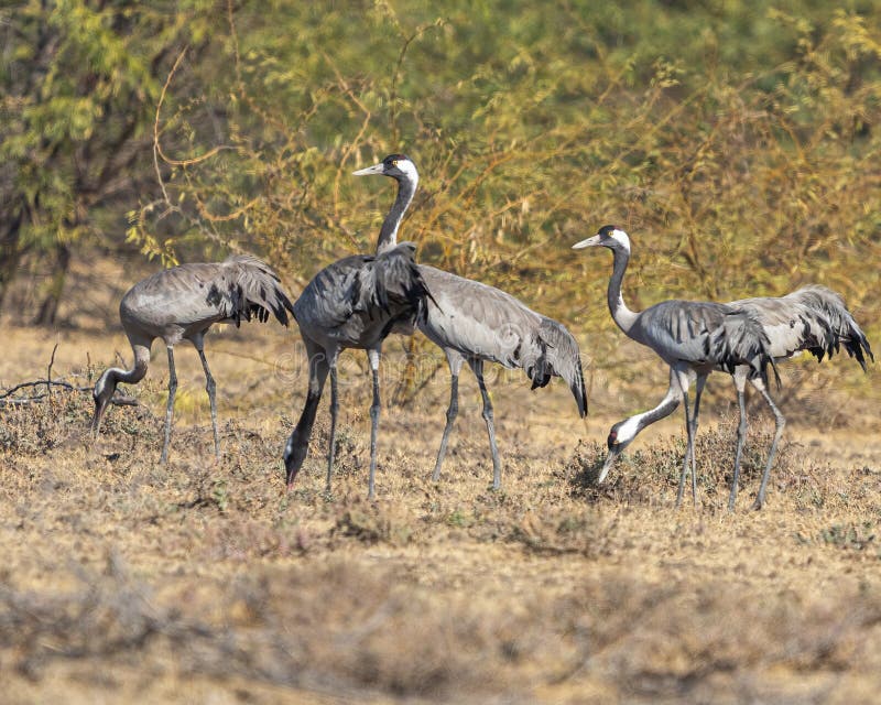 A Group of Grazing Common Cranes Stock Image - Image of grass ...