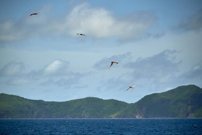 Group of Great Albatrosses Flying Over the Sea with Hills in the ...