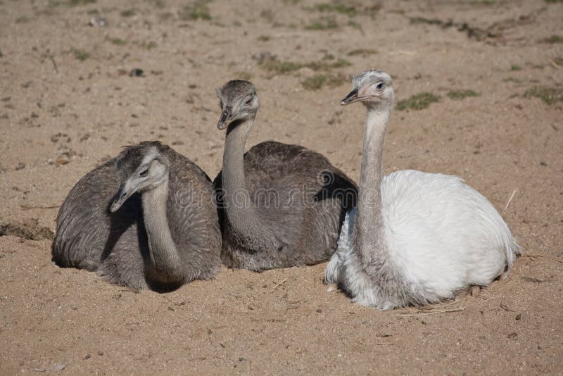 White rheas at zoo stock photo. Image of animals, caged - 74037272