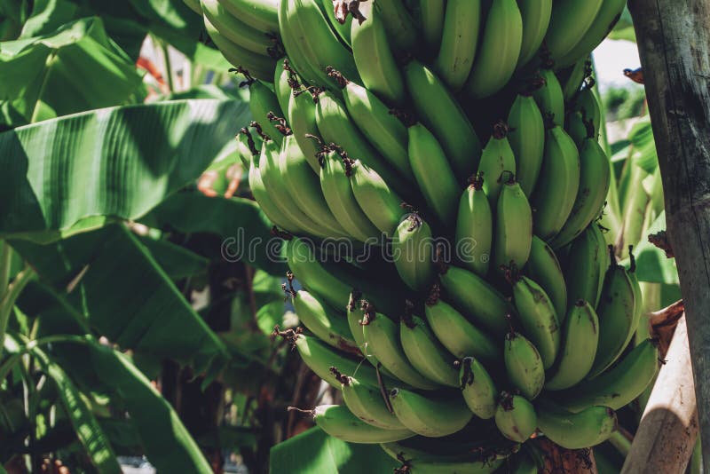 Group of Green Bananas Growing Not on a Tree Stock Photo - Image of ...