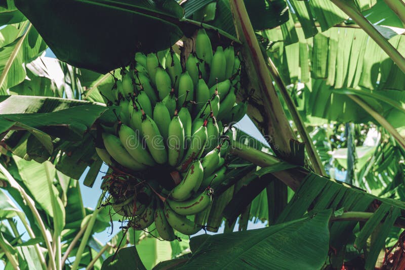 Group of Green Bananas Growing Not on a Tree Stock Image - Image of ...