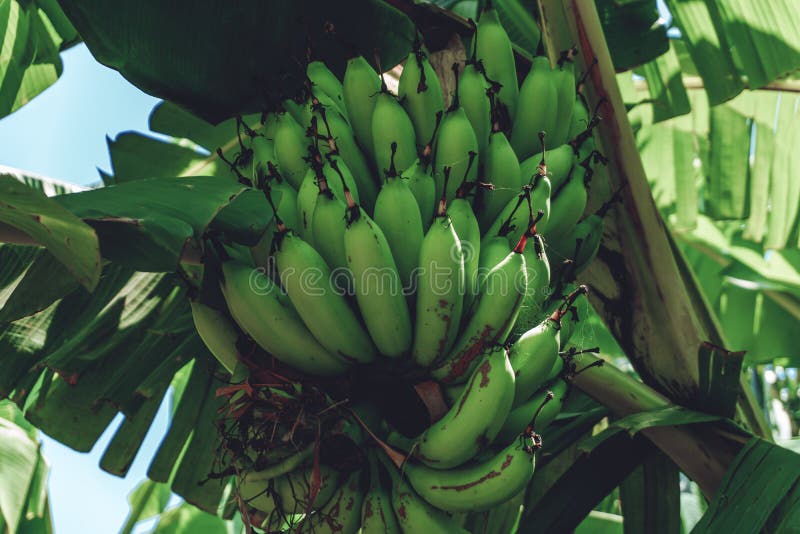 Group of Green Bananas Growing Not on a Tree Stock Image - Image of ...