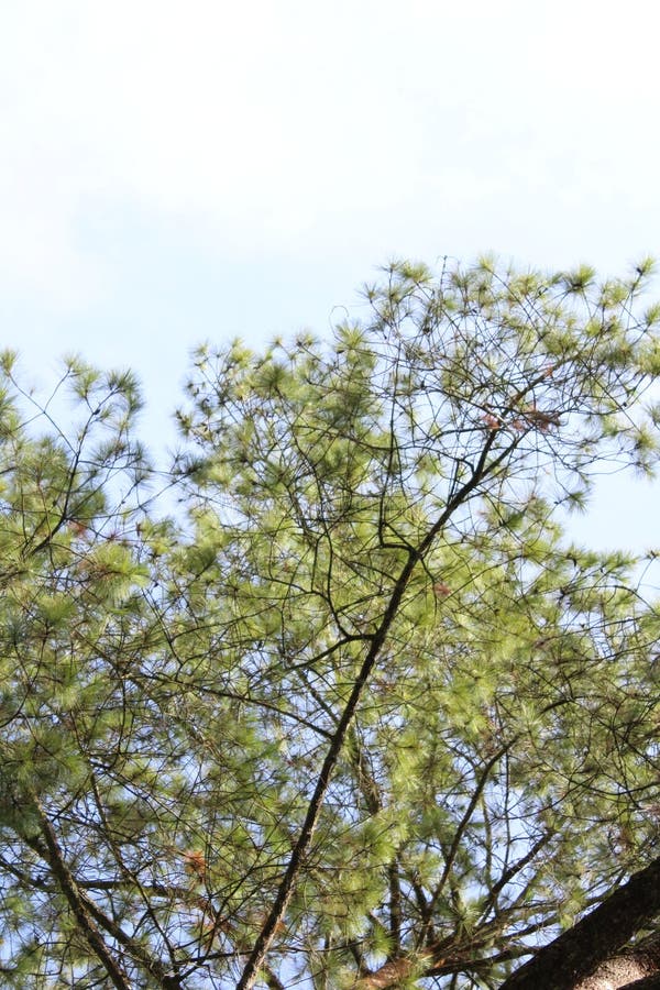 A Group of Green Branches on a Big Tree Stock Photo - Image of tree ...