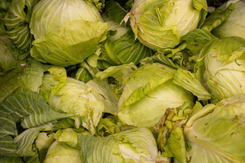 Group of Green Cabbage in the Market Stock Image - Image of green, mark ...