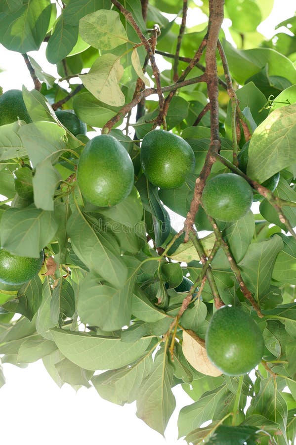 Group of Green Clean Avocado Stock Image - Image of garden, organic ...