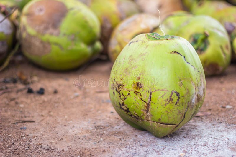 Group of green coconuts stock photo. Image of green, coco - 56748172