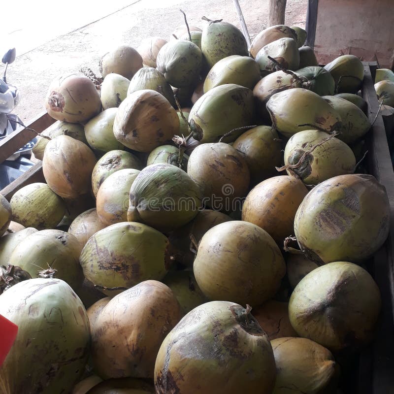 A Group of Green Coconuts, these Coconuts are Usually To Be Drunk for ...