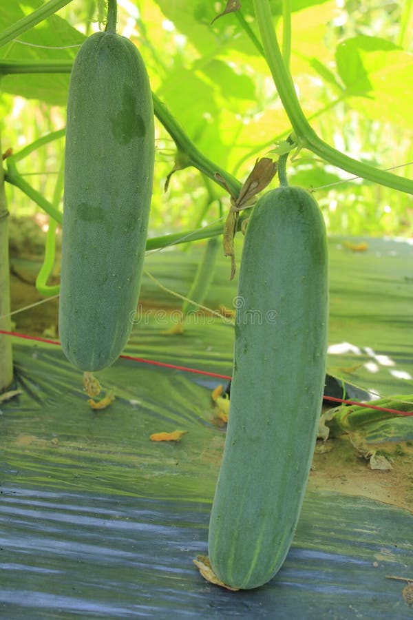 The Group of Green Cucumber Fruit are Ready for Harvesting. in the ...