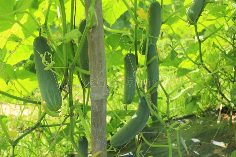 The Group of Green Cucumber Fruit are Ready for Harvesting. in the ...