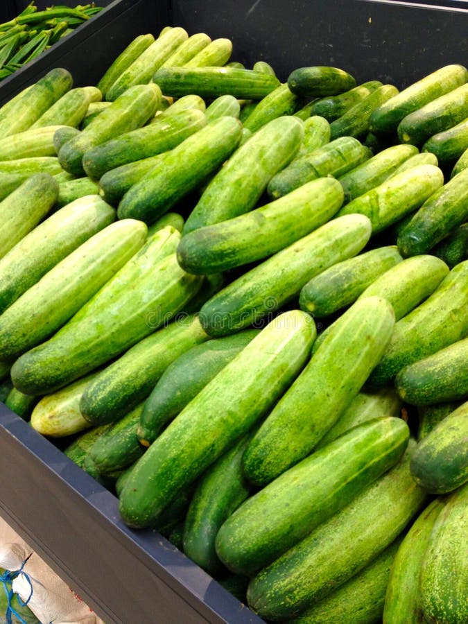 Group of green cucumber stock photo. Image of green, nature - 42535876