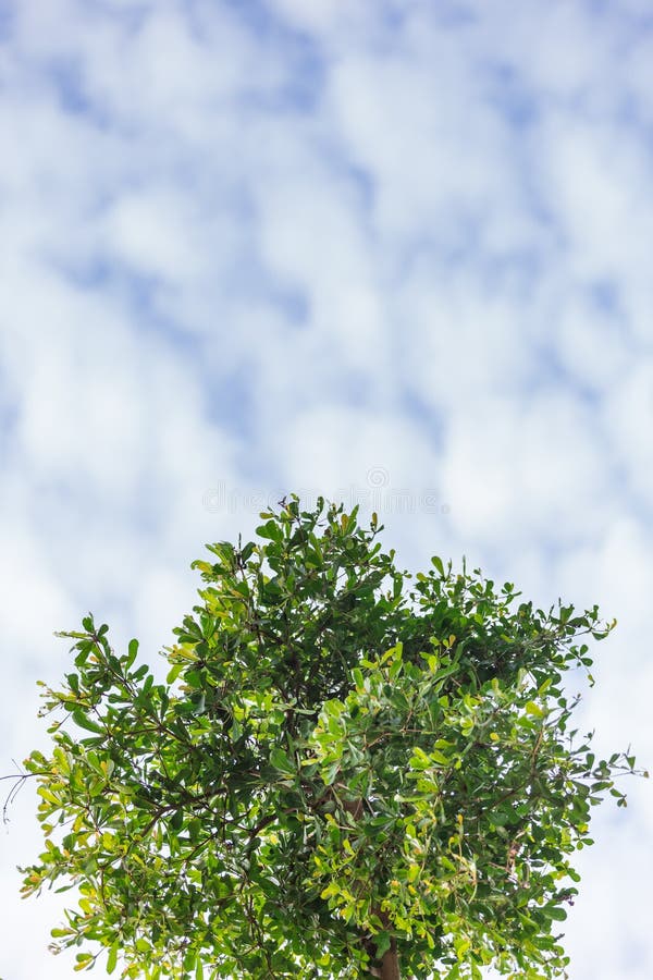 A Group of Green Leaves Isolated from the Sky Background Stock Photo ...