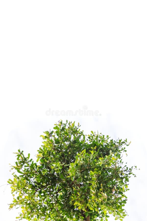 Group of Green Leaves Isolated from White Background Stock Image ...