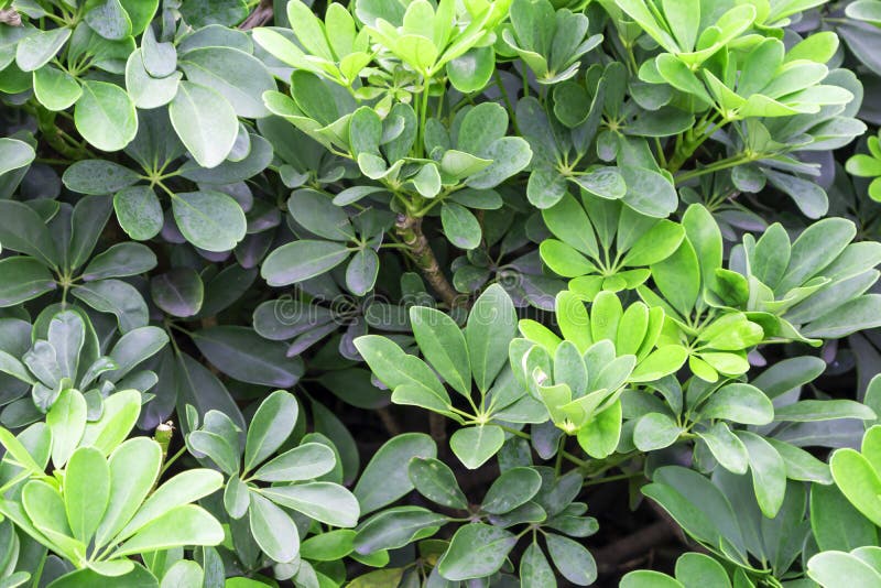 Group of Green Leaves,green Leaves in the Open Air Stock Photo - Image ...