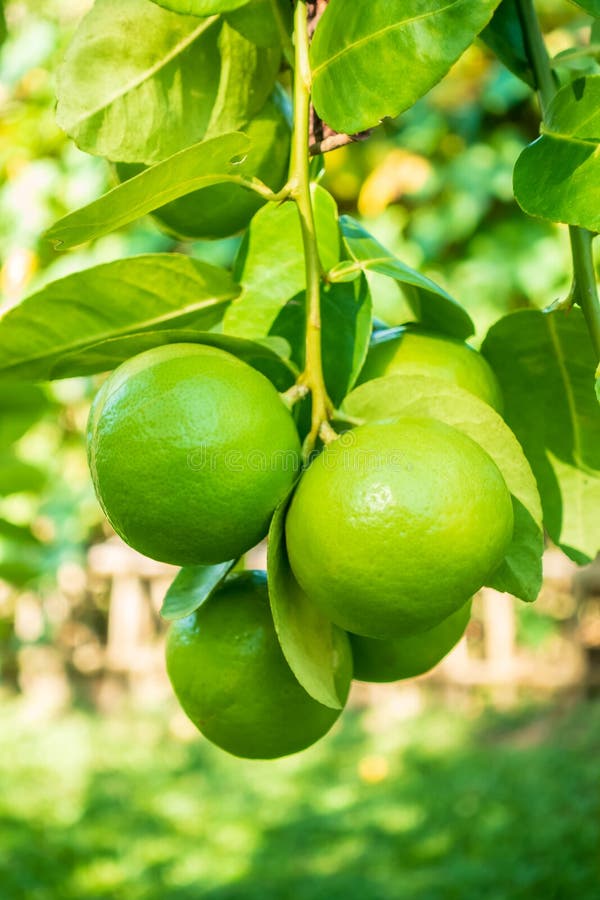Group of Green Lime Hanging from Branch on Tree Stock Image - Image of ...