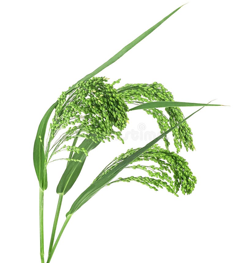 Group of Green Millet Spikelets Isolated on White Background Stock ...