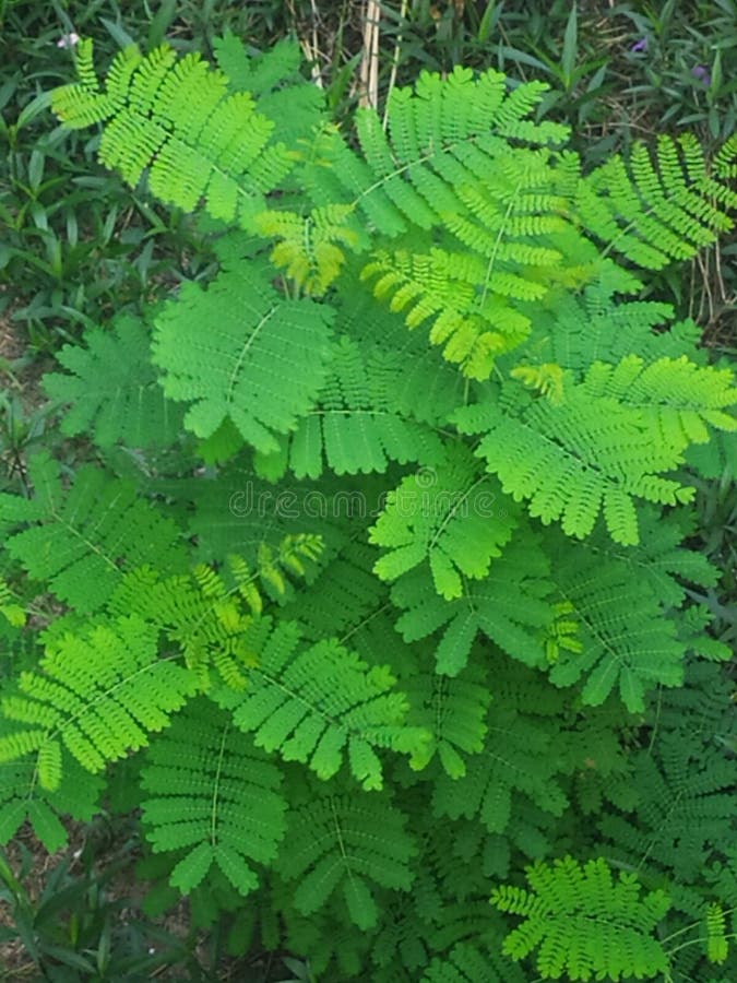 Group of Mimosa Pudica Plant Stock Image - Image of queenshyplant ...