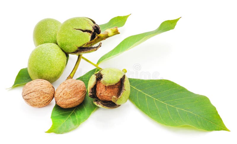 Group of green nuts stock photo. Image of grain, agriculture - 205639884