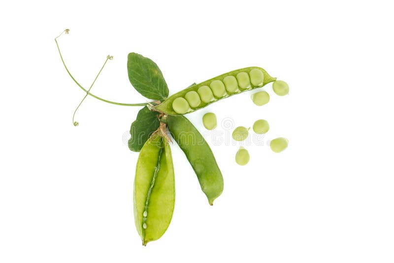 Group of Green Pea Pods and Peas Isolated on White Stock Illustration ...